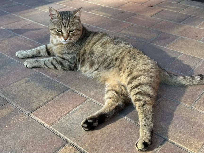 Котик Вася