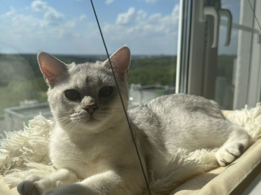 Шотландский кот вязка