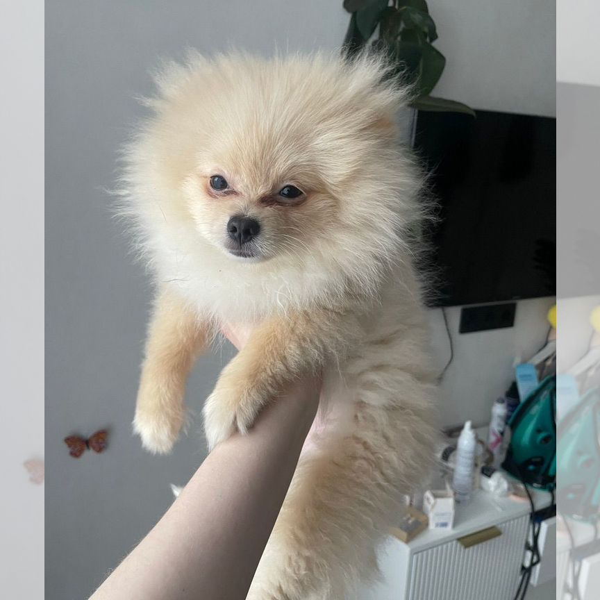 Померанский шпиц, щенок