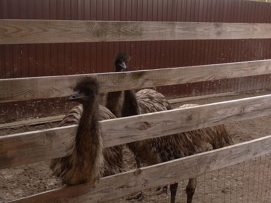 Страус (эмо)