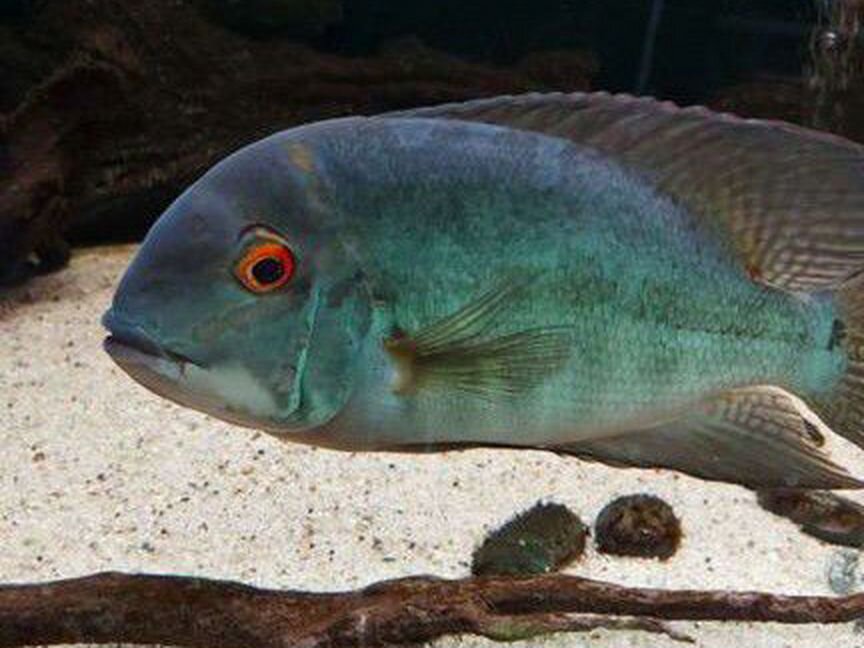 Аквариумная рыба Пситакус