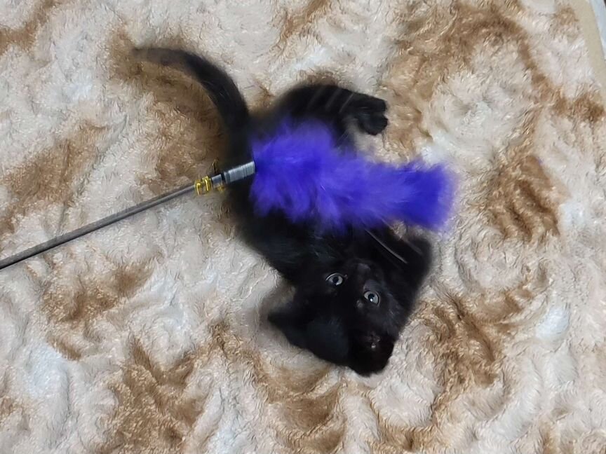 Кошечка 3 месяца