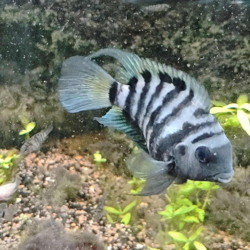 Мальки сапфировых попугаев