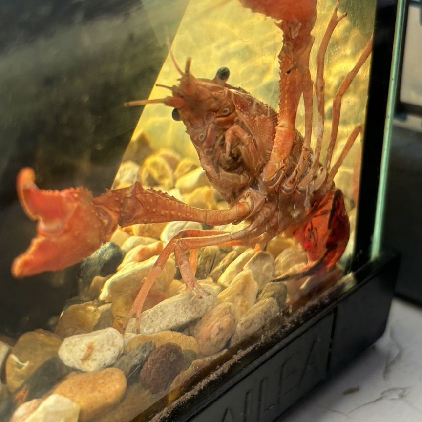 Аквариумный рак