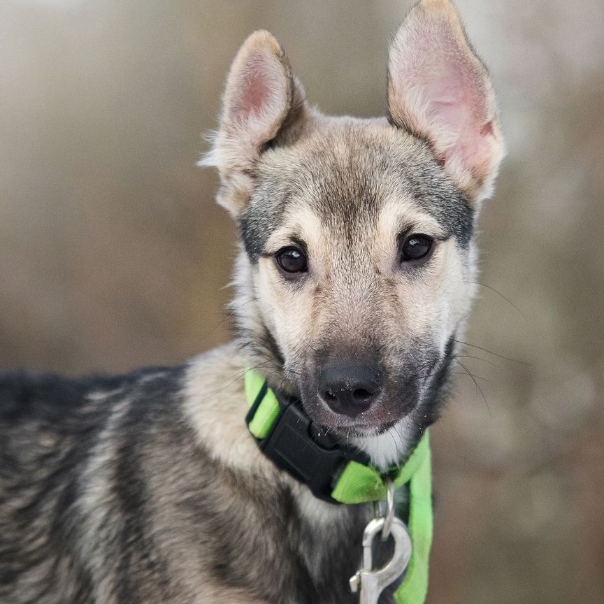 Щенок в добрые руки