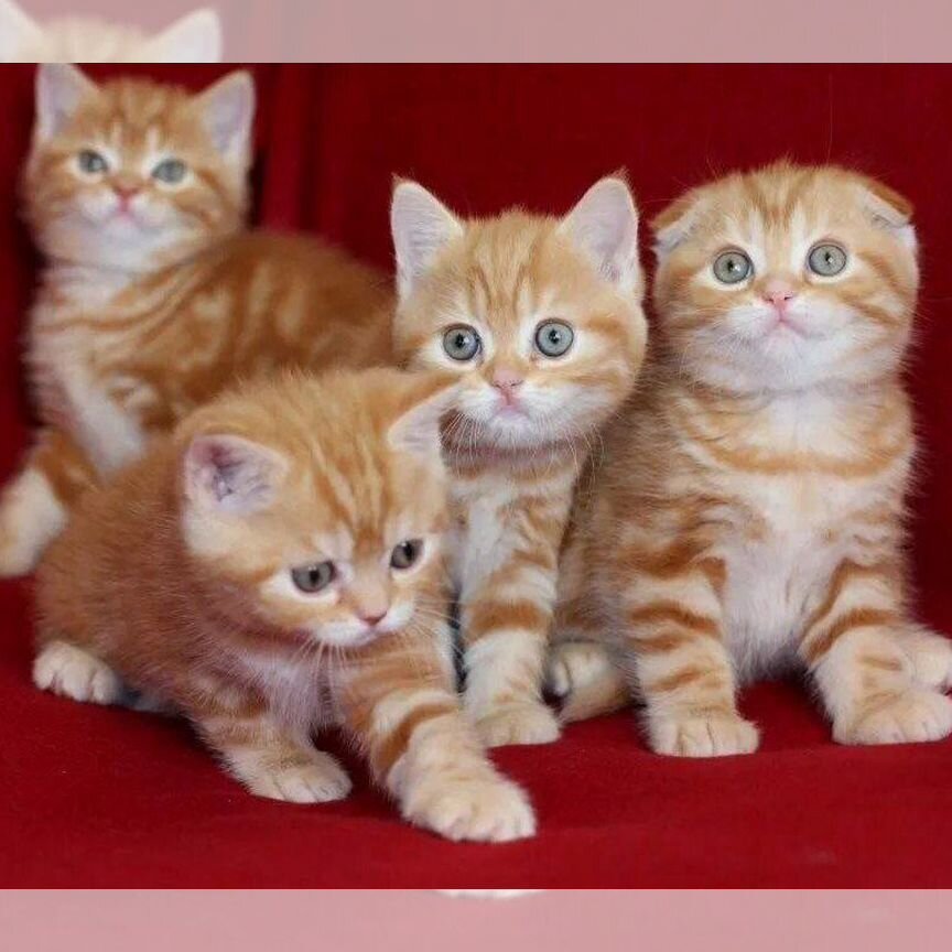 Шотландский прямоухий короткошёрстный котёнок