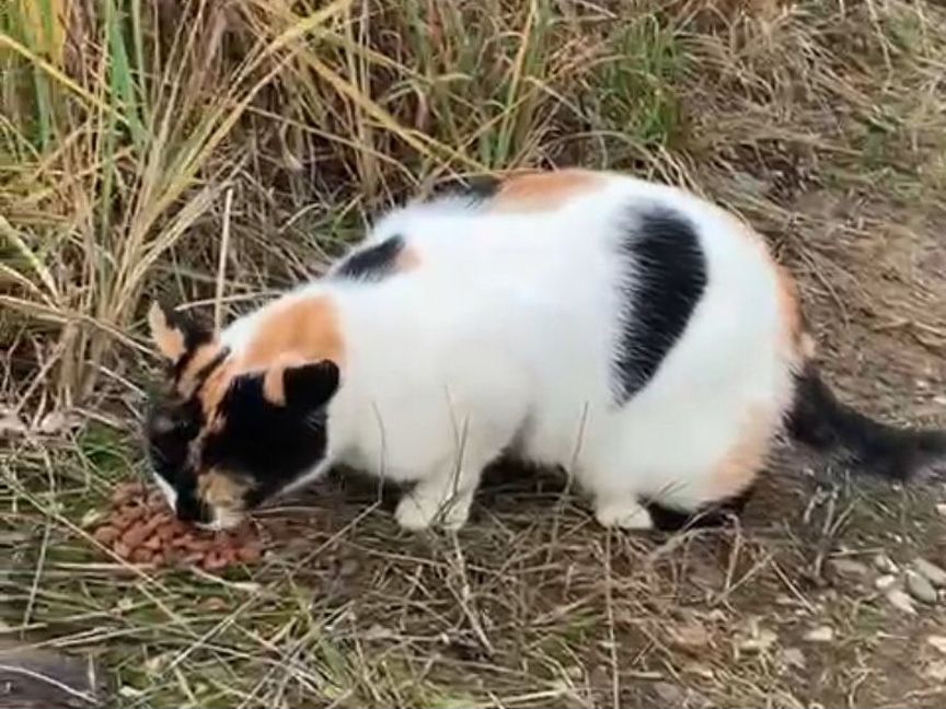 Дачница (трехцветка)