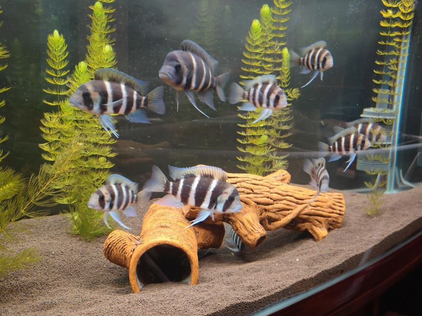 Фронтоза бурунди