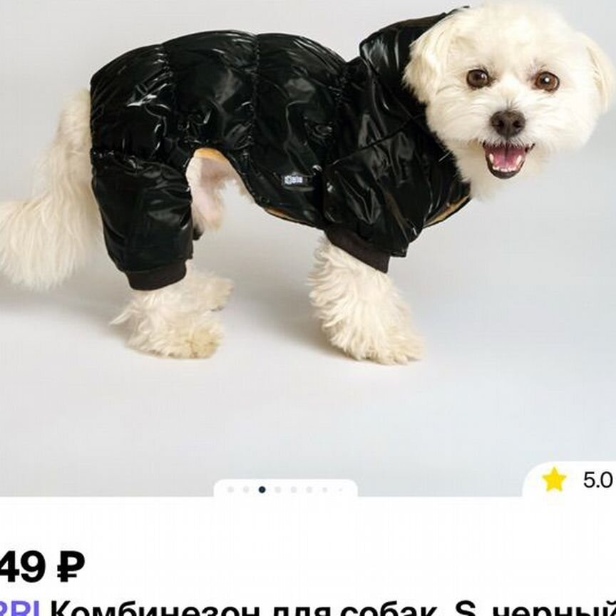 Одежда для собак мелких пород