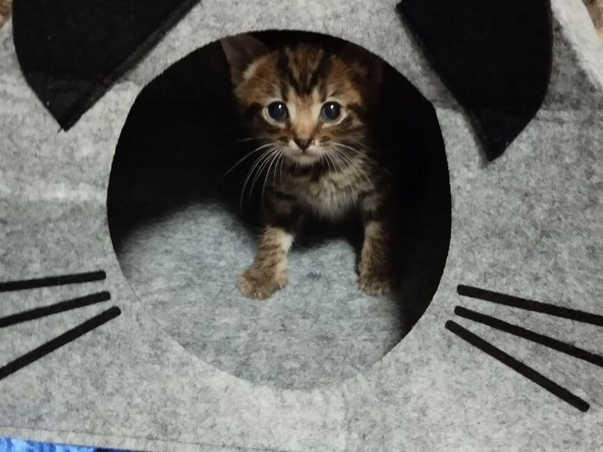 Кошка в дар бесплатно