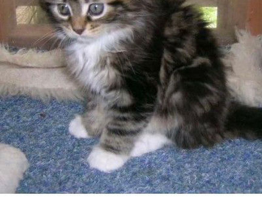 Сибирские пушистики