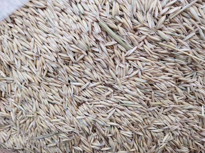 Семечко, Фуражный горох на корм/посев