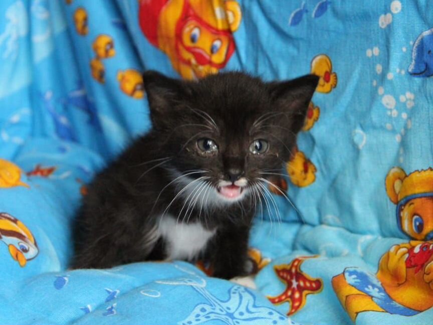 Котенок крошка девочка