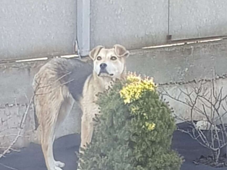 Найдена собака