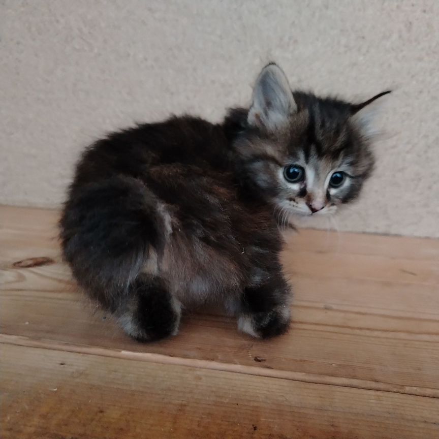 Курильский бобтейл