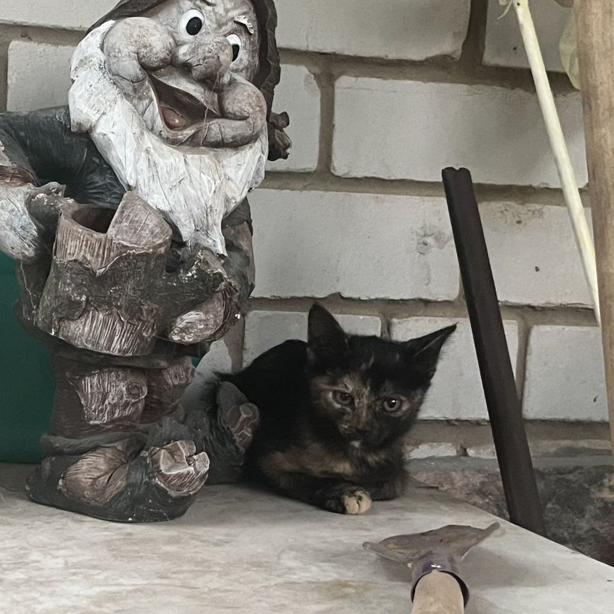 Котята-охотники