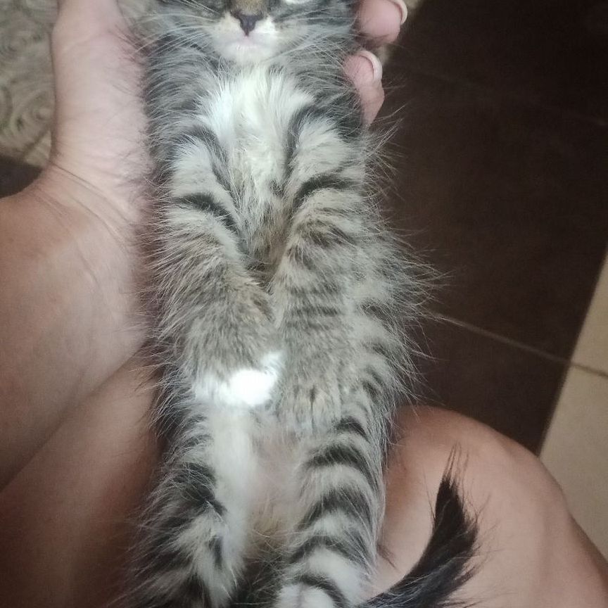 Отдам котятков