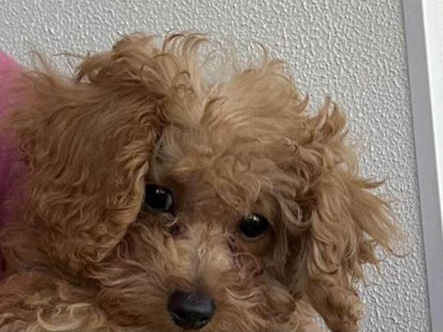 Той-пудель мини