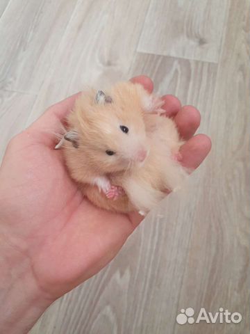 Сирийский хомяк с клеткой