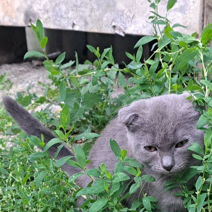 Шотландские котята в добрые руки
