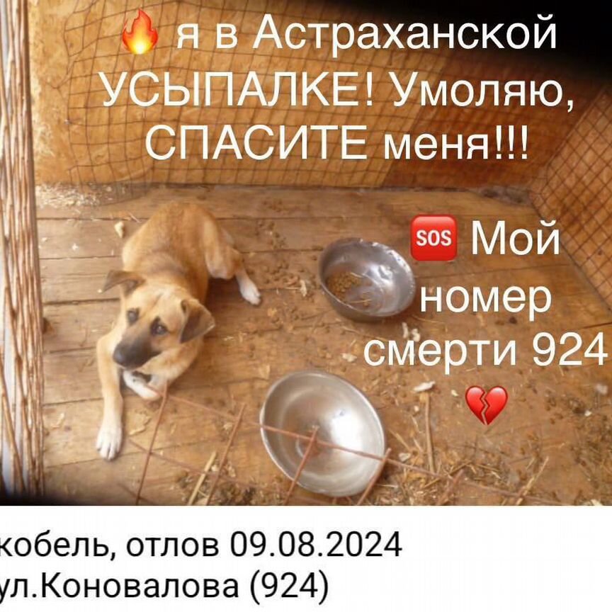 Собака в добрые руки