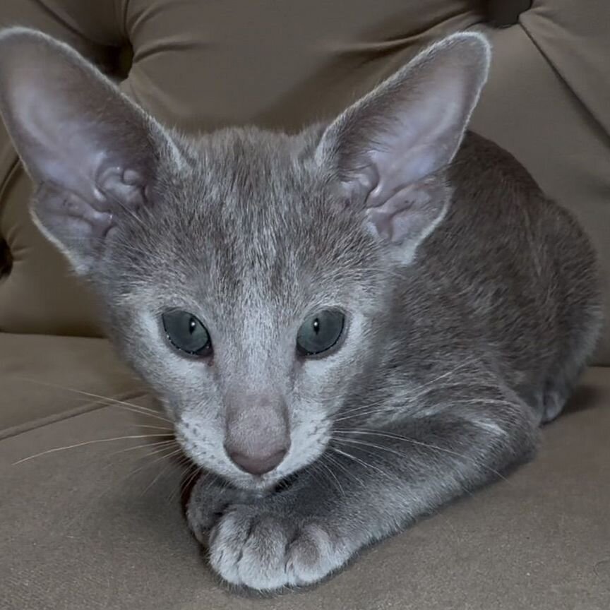 Ориентальный котёнок