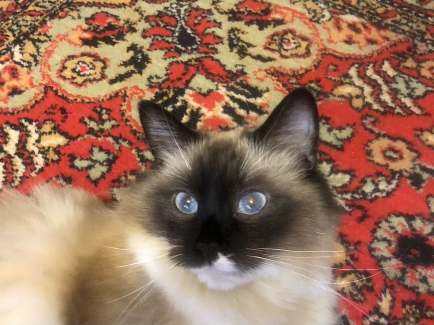 Кошка регдолл