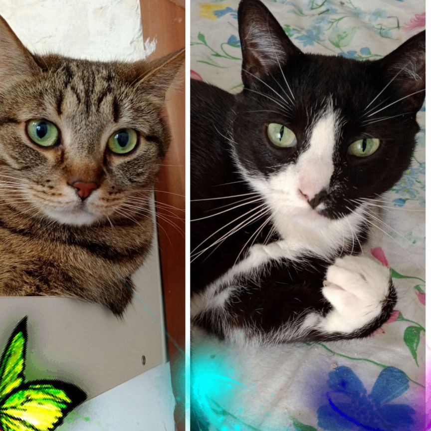 Взрослый кот в добрые руки