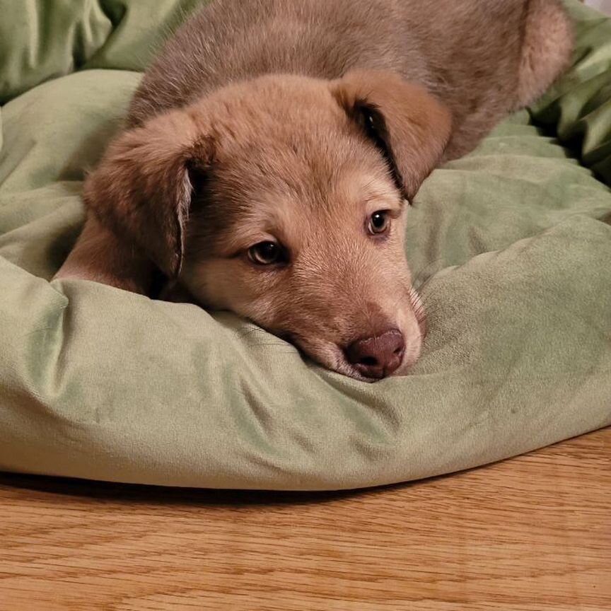 Щенок в добрые руки