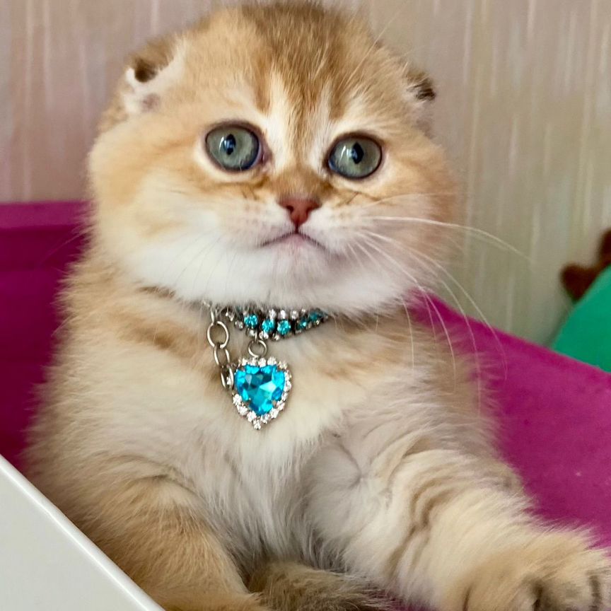 Шотландская вислоухая кошка