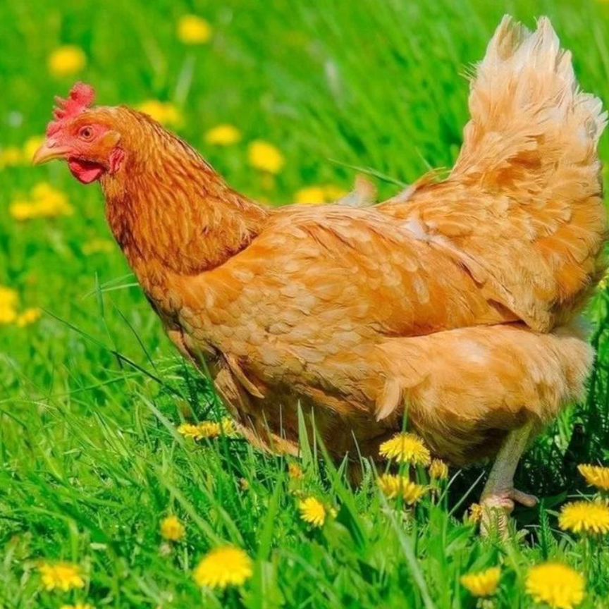 Несушка высокой яйценоскости