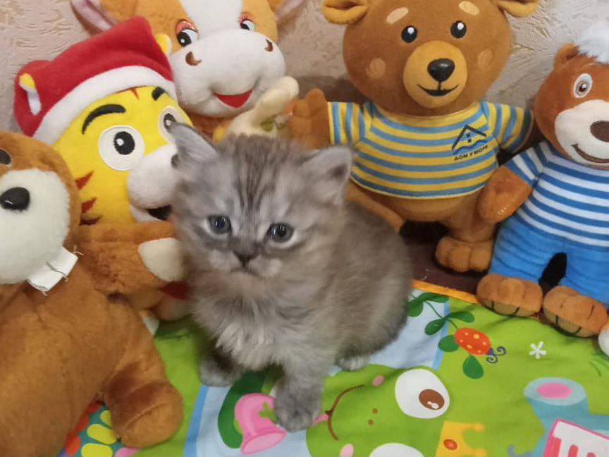 Котята породистые