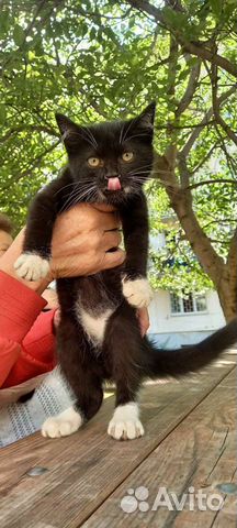 Котик-лапочка в носочках 2 месяца