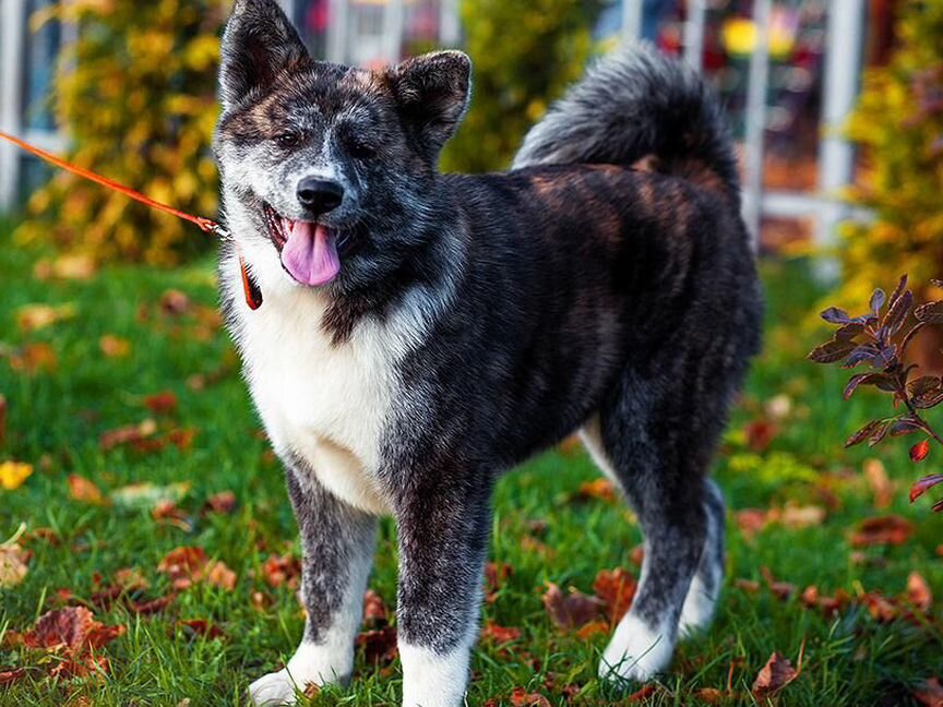 Акита ину девочка