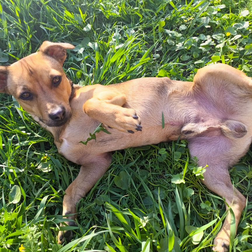 Принц ищет даму сердца