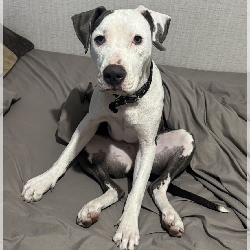 Американский стаффордширский терьер, щенок