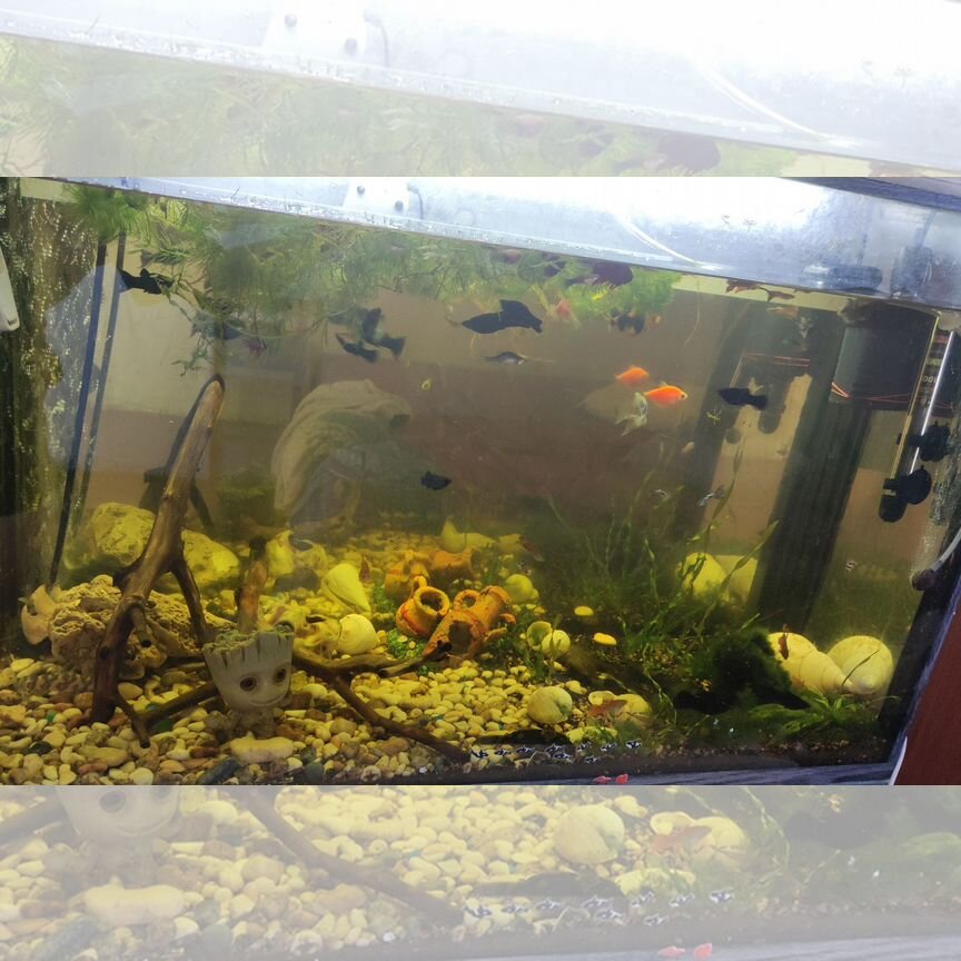 Аквариум с рыбками 100 литров