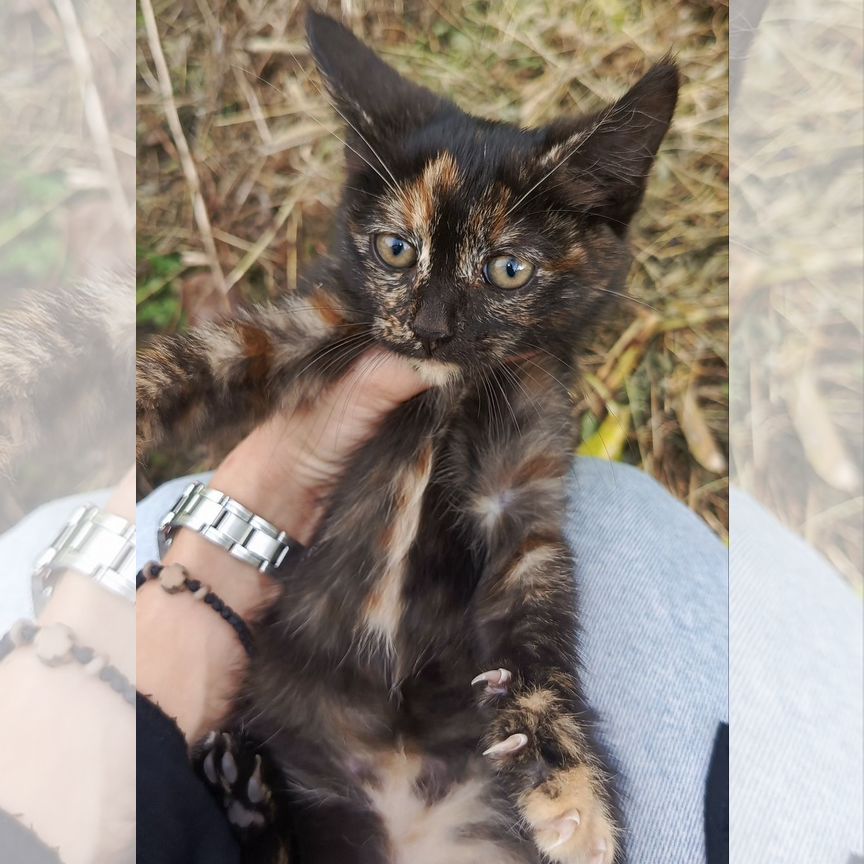 Котенку нужна помощь