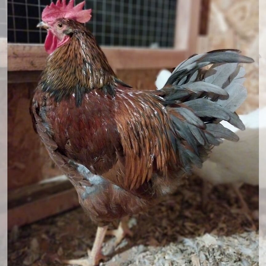 Молодые петухи