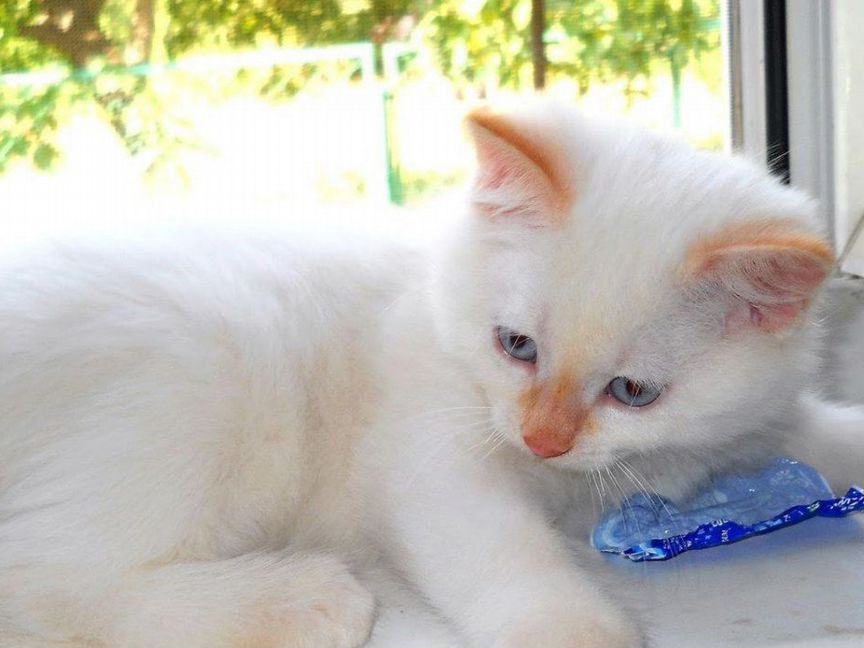 Тайские котята