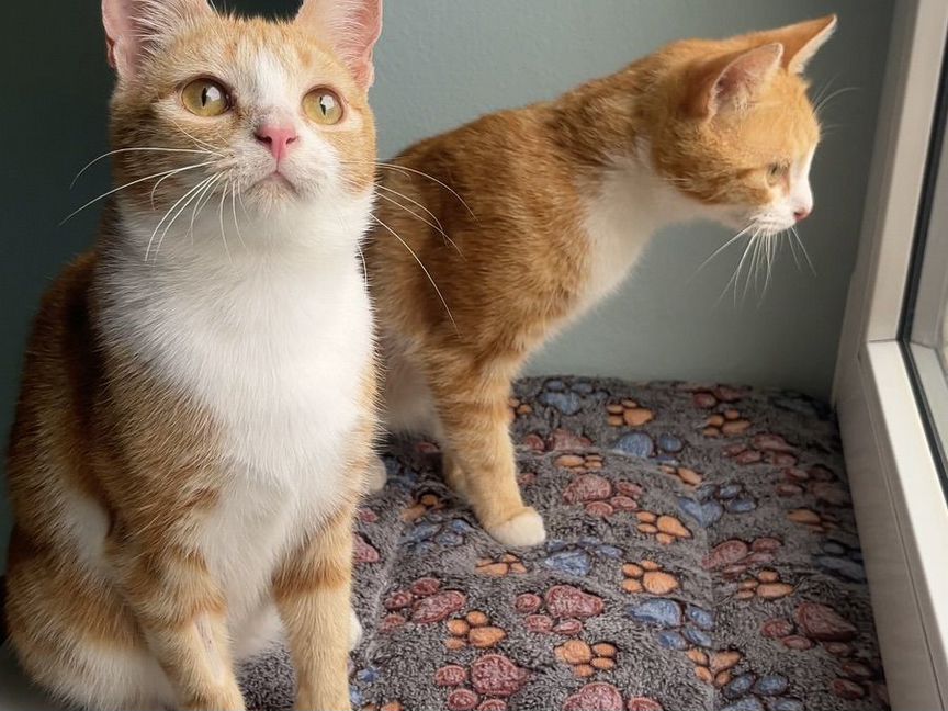 Котенок в добрые руки