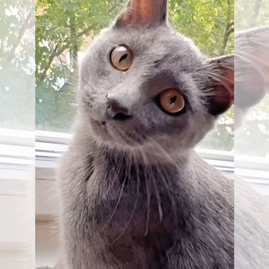 Взрослый кот в добрые руки