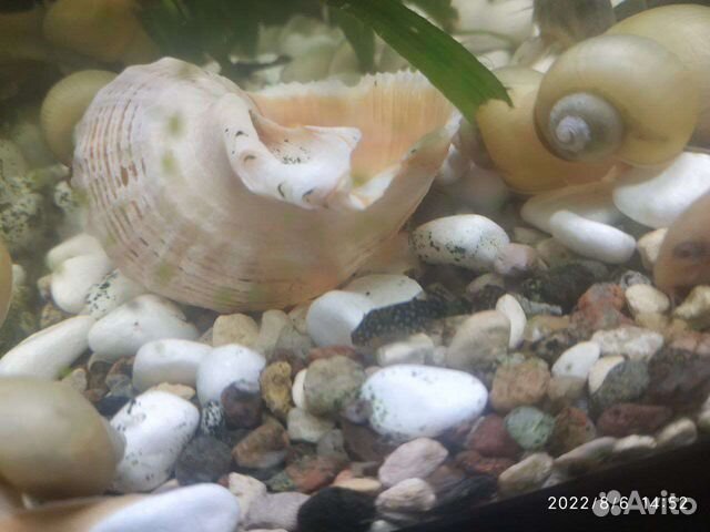 Сомики-анцистры