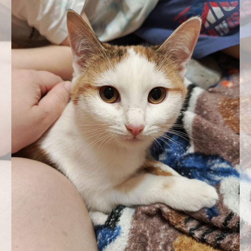 Котята в добрые руки бесплатно