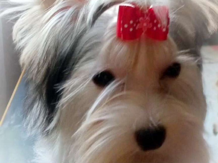 Бивер Йоркширский терьер девочка