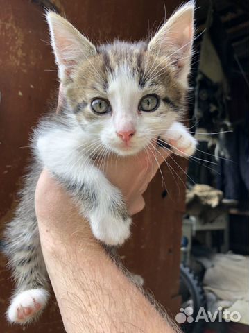 Котёнок, возраст 2 месяца, мальчик