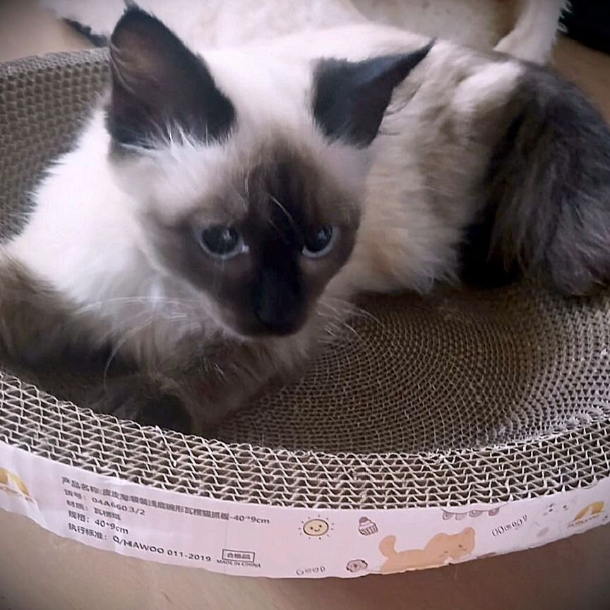 Котенок девочка 4 месяца