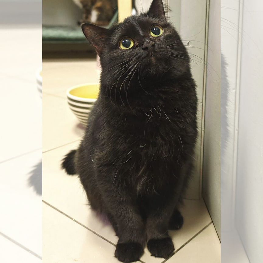 Кошечка Ночка