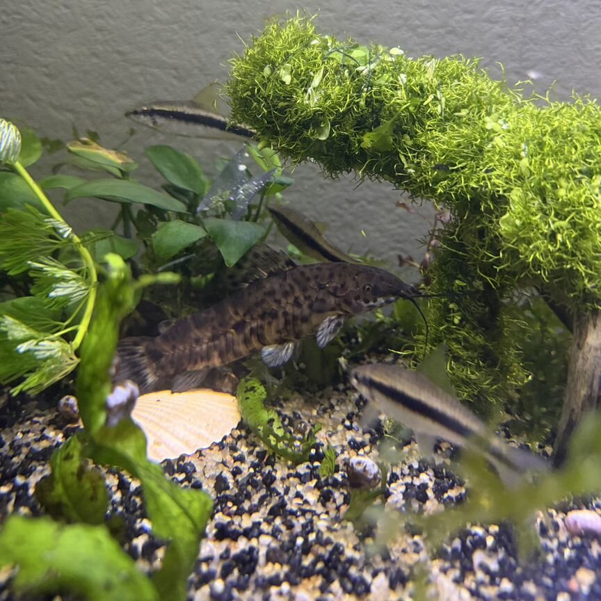 Сомик торакатум