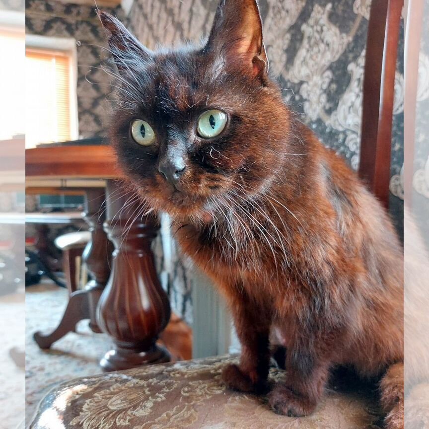 Взрослая, кошка в добрые руки